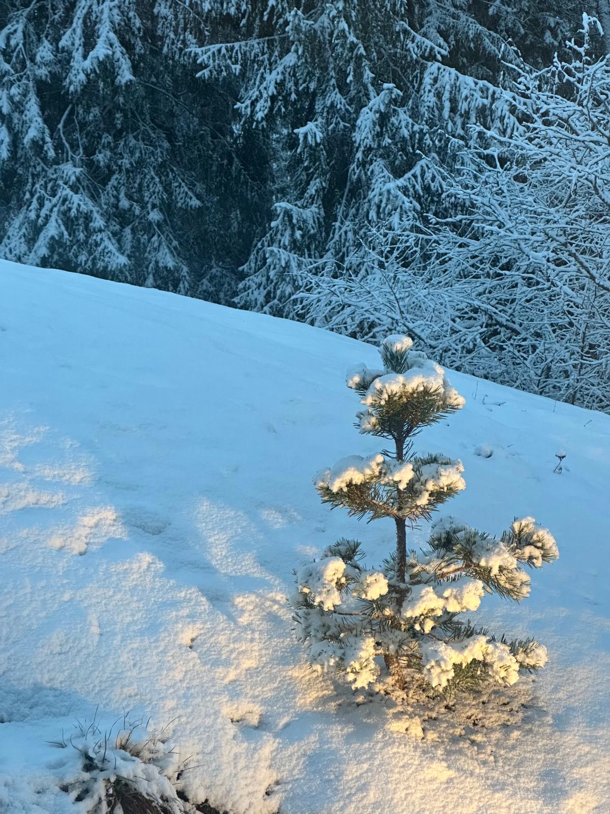 北欧展前期 | iichi 日々の暮らしを心地よくするハンドメイドやアンティークのマーケットプレイス