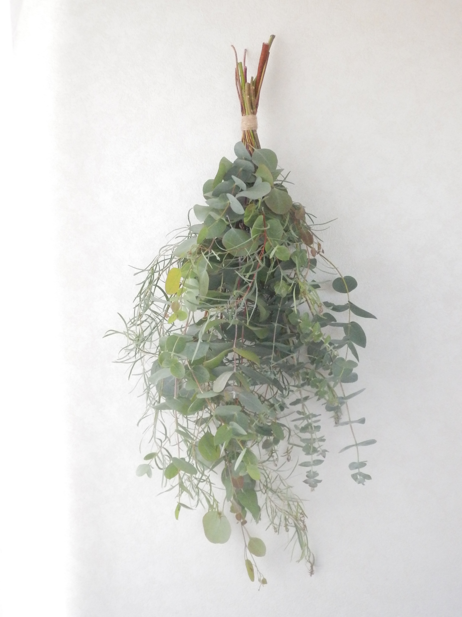 ユーカリ収穫体験 | iichi 日々の暮らしを心地よくするハンドメイドやアンティークのマーケットプレイス