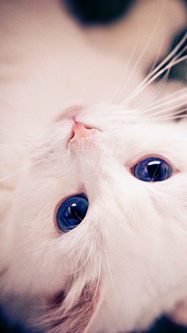 眠れる森の梢 作品一覧 | iichi 日々の暮らしを心地よくするハンドメイドやアンティークのマーケットプレイス