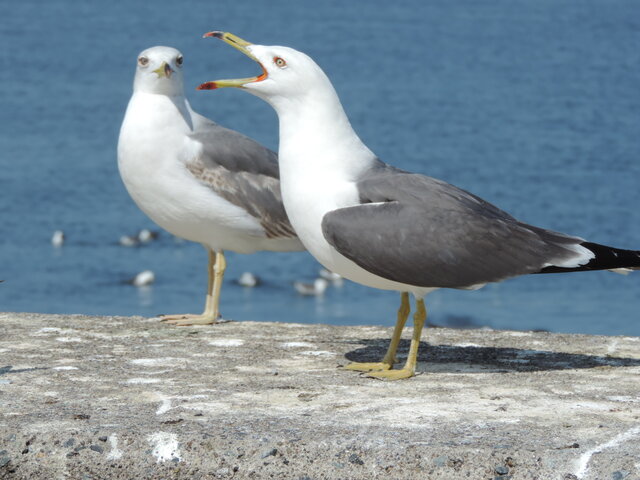 うみねこ本舗 プロフィール | iichi 日々の暮らしを心地よくするハンドメイドやアンティークのマーケットプレイス