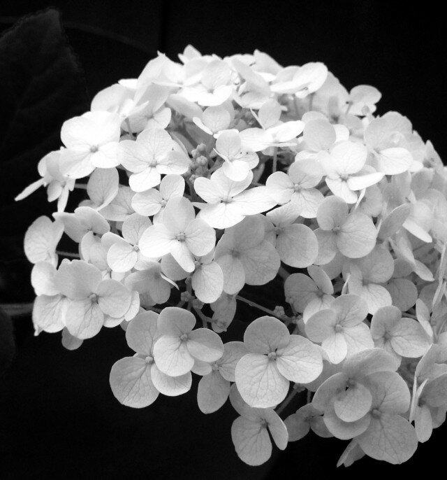 hydrangea 作品一覧 | iichi 日々の暮らしを心地よくするハンドメイドやアンティークのマーケットプレイス