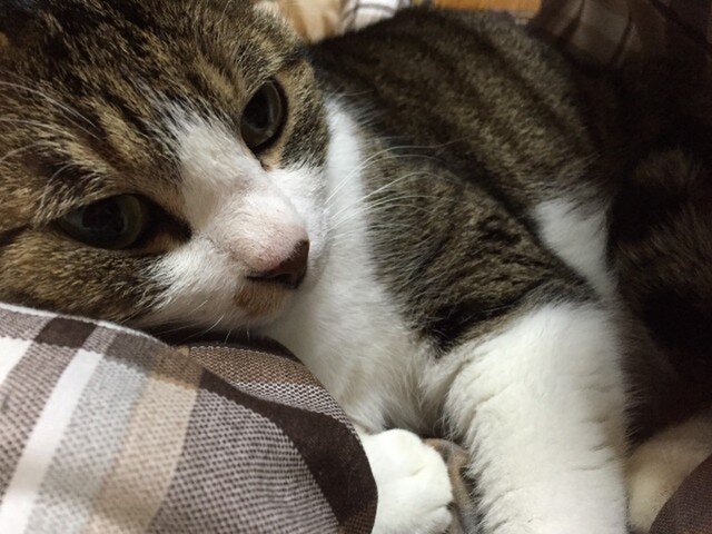 だいごう プロフィール | iichi 日々の暮らしを心地よくするハンドメイドやアンティークのマーケットプレイス