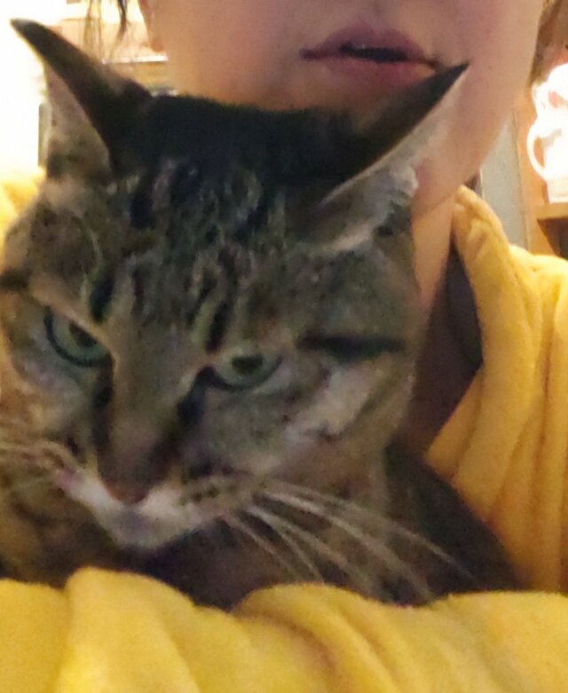 くーたろう＊ 作品一覧 | iichi 日々の暮らしを心地よくするハンドメイドやアンティークのマーケットプレイス