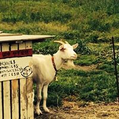 pumpuli_kukka 作品一覧 | iichi 日々の暮らしを心地よくするハンドメイドやアンティークのマーケットプレイス