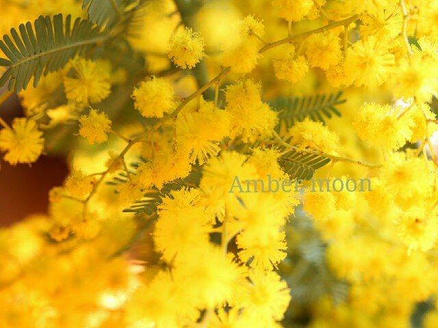 Amber moon 作品一覧 | iichi 日々の暮らしを心地よくするハンドメイドやアンティークのマーケットプレイス