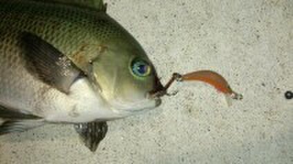 スマイル ルアーズ 作品一覧 | iichi 日々の暮らしを心地よくするハンドメイドやアンティークのマーケットプレイス