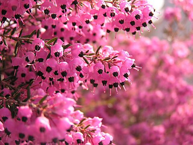 heath. 作品一覧 | iichi 日々の暮らしを心地よくするハンドメイドやアンティークのマーケットプレイス