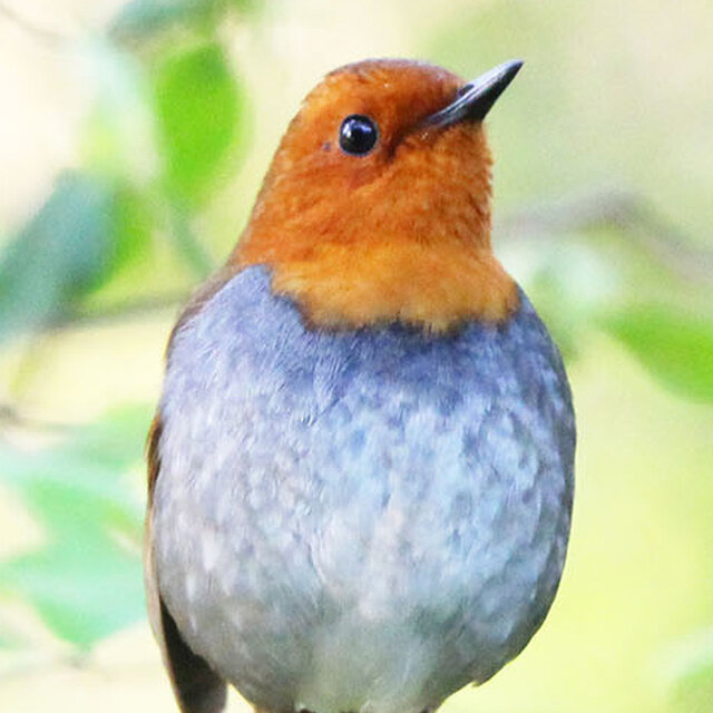 mocamix 作品一覧 | iichi 日々の暮らしを心地よくするハンドメイドやアンティークのマーケットプレイス