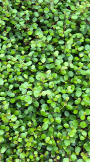 YUKINOKO 作品一覧 | iichi 日々の暮らしを心地よくするハンドメイドやアンティークのマーケットプレイス