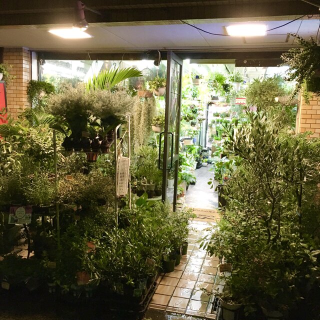 PLANTS SHOP OLIVE 作品一覧 | iichi 日々の暮らしを心地よくするハンドメイドやアンティークのマーケットプレイス