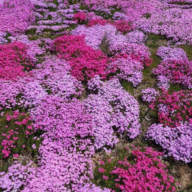 機織り&雑貨 Anju プロフィール | iichi 日々の暮らしを心地よくするハンドメイドやアンティークのマーケットプレイス