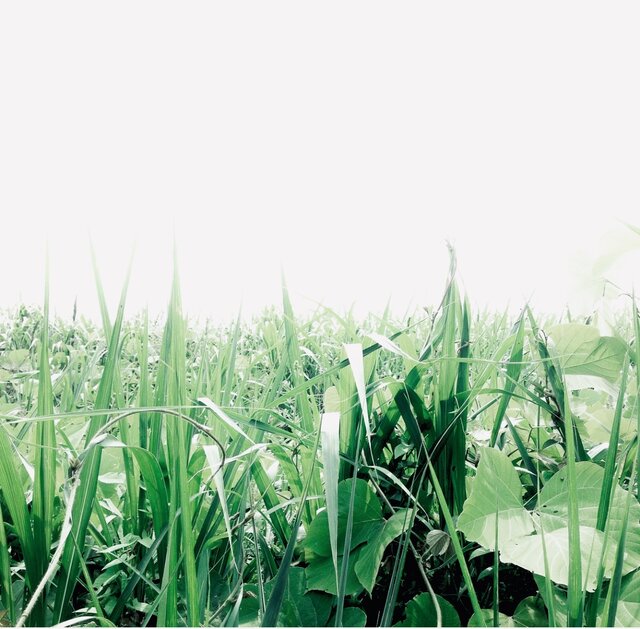 1986 作品一覧 | iichi 日々の暮らしを心地よくするハンドメイドやアンティークのマーケットプレイス