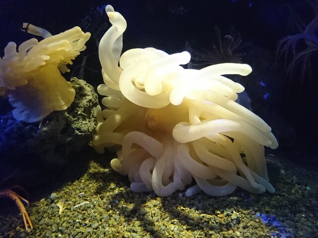 Ivy 作品一覧 | iichi 日々の暮らしを心地よくするハンドメイドやアンティークのマーケットプレイス