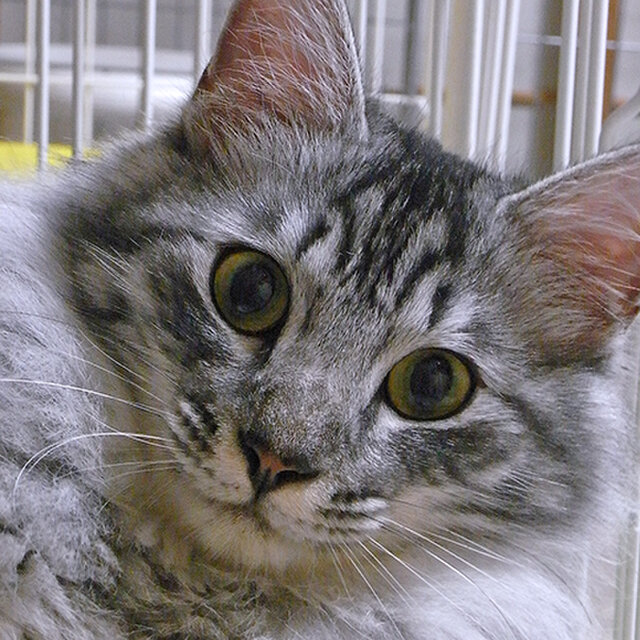 SWING-HEART 作品一覧 | iichi 日々の暮らしを心地よくするハンドメイドやアンティークのマーケットプレイス