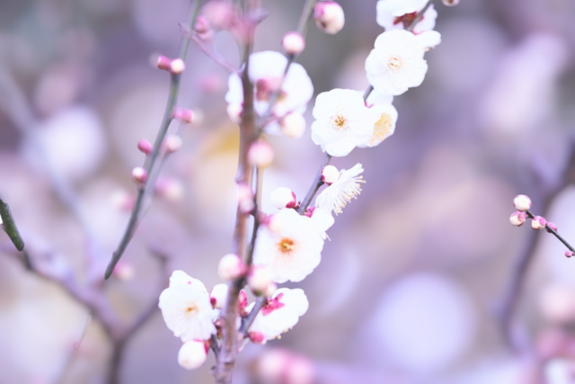 Atelier Herren flower 作品一覧 | iichi 日々の暮らしを心地よくするハンドメイドやアンティークのマーケットプレイス