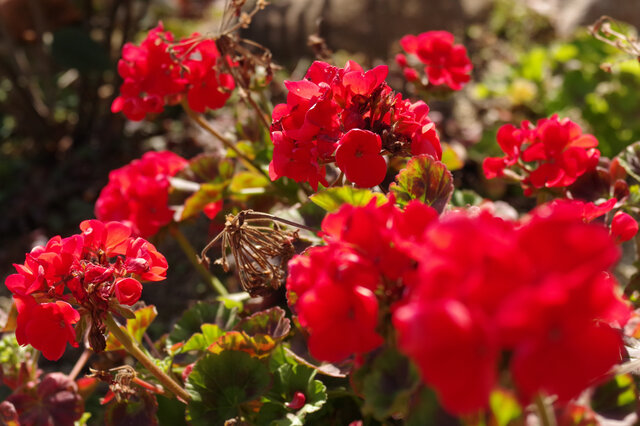 [スカーレット] リネンツイルガーゼの刺繍ストール ミドル巾 | iichi 日々の暮らしを心地よくするハンドメイドやアンティークのマーケットプレイス