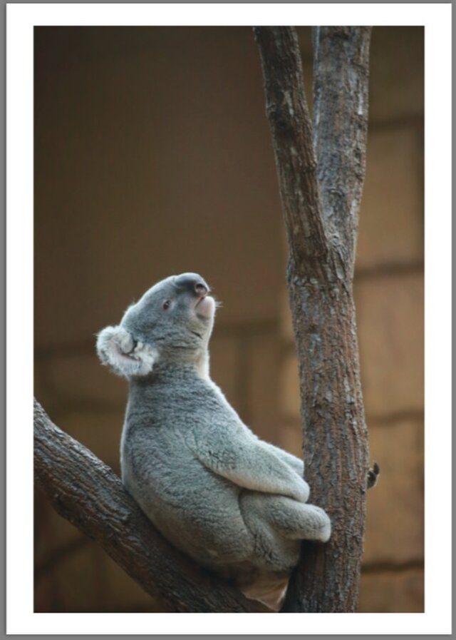 そこにあるモノ、私の散歩道。－ Zoo － | iichi ハンドメイド・クラフト作品・手仕事品の通販