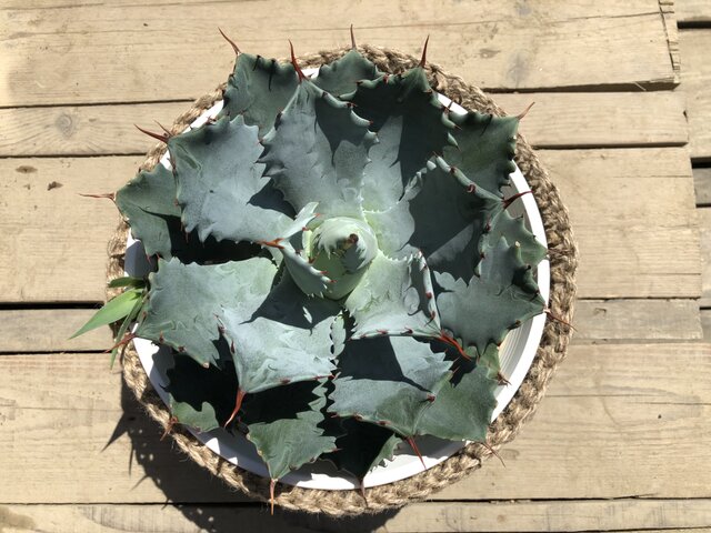 natural agave | iichi ハンドメイド・クラフト作品・手仕事品の通販