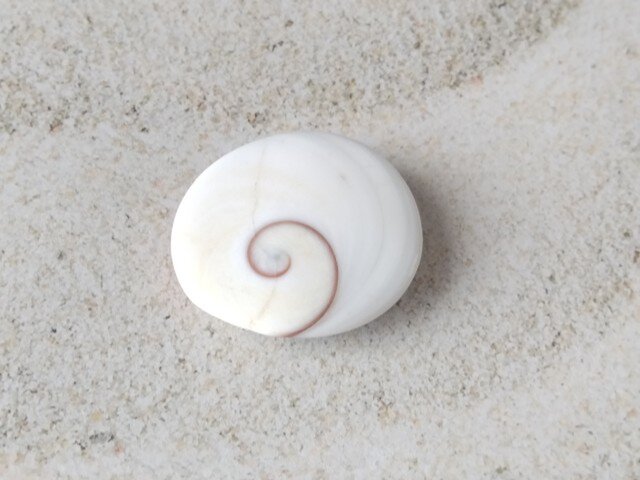 ☆レア☆シヴァ・アイ 第三の目 21mm | iichi ハンドメイド・クラフト作品・手仕事品の通販