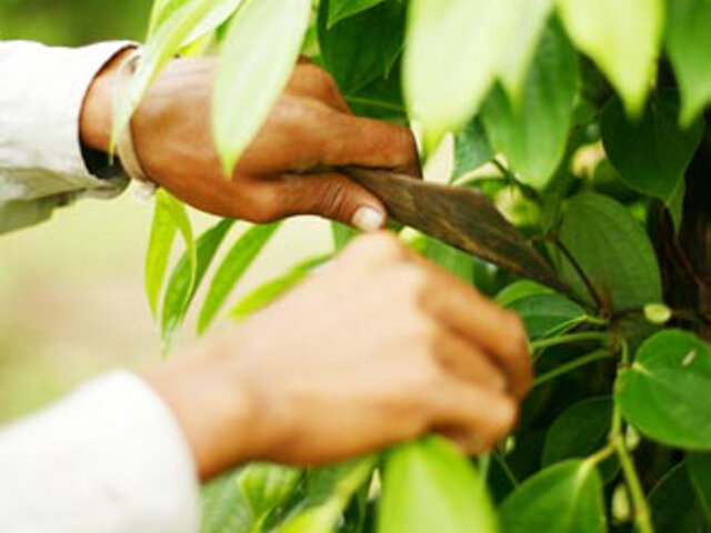 ブラックペッパー 35g | iichi ハンドメイド・クラフト作品・手仕事品の通販