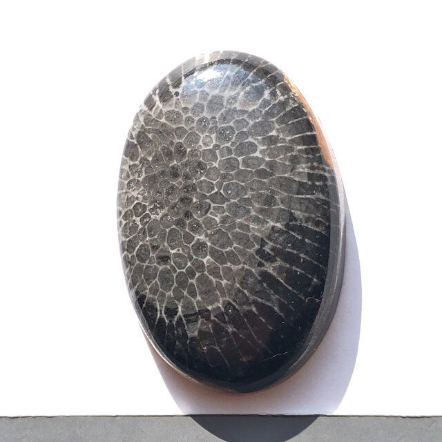 フォッシルコーラル[174] 35x23mm 51Cts ルース ／天然石 ／ カボション | iichi ハンドメイド・クラフト作品・手仕事品の通販