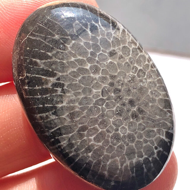 フォッシルコーラル[174] 35x23mm 51Cts ルース ／天然石 ／ カボション | iichi ハンドメイド・クラフト作品・手仕事品の通販