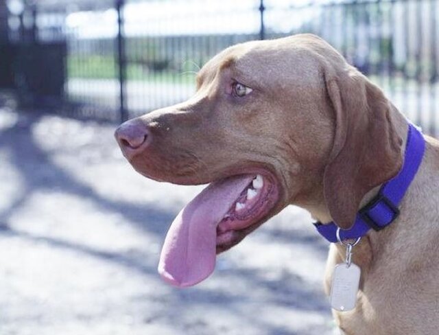 米軍DRMO実物認識票/プレート+チェーン 40cm 各① | iichi ハンドメイド・クラフト作品・手仕事品の通販