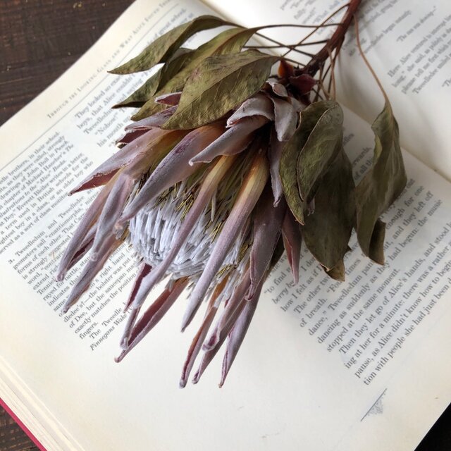 「キングプロテア ミニ」40cm1本 そのまま飾れる高品質ドライフラワー 花材 インテリアやスワッグ 撮影小道具などに | iichi ハンドメイド・クラフト作品・手仕事品の通販