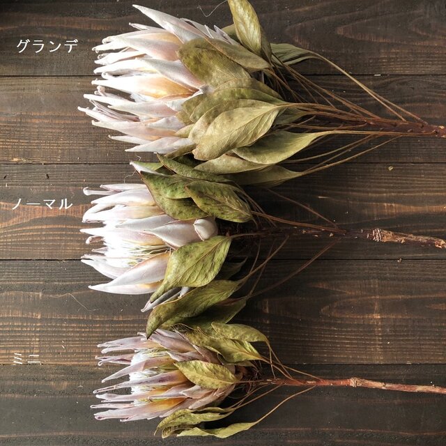 「キングプロテア ミニ」40cm1本 そのまま飾れる高品質ドライフラワー 花材 インテリアやスワッグ 撮影小道具などに | iichi ハンドメイド・クラフト作品・手仕事品の通販