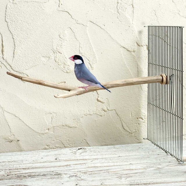 流木の止まり木 鳥かご用【バードランドの子守歌】バードケージ用 止まり木053 | iichi ハンドメイド・クラフト作品・手仕事品の通販