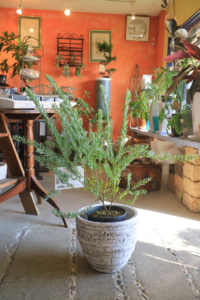 1点のみ！ちょっと大きな ミモザ アカシア の木 ブルーブッシュ シルバーリーフ | iichi ハンドメイド・クラフト作品・手仕事品の通販