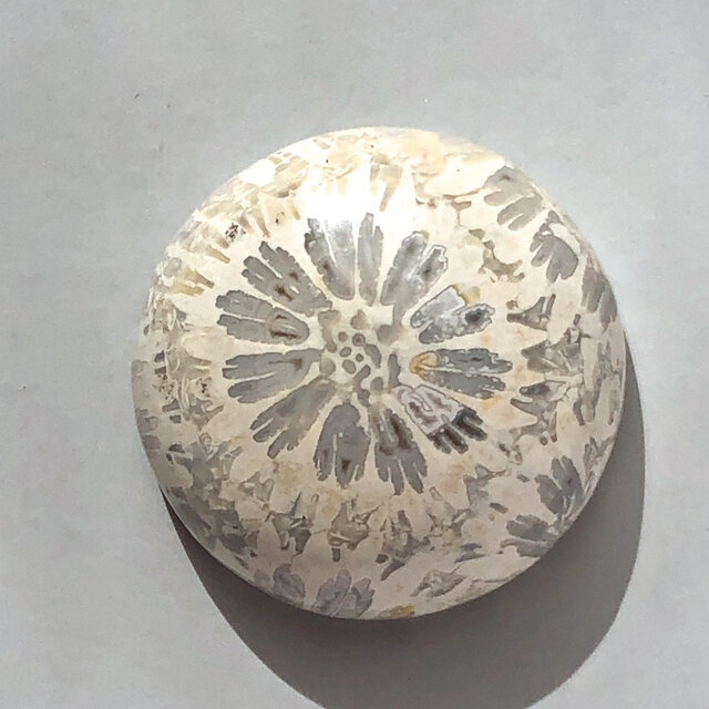 フォッシルコーラル[187] 15mm 天然石 / カボション / ルース | iichi ハンドメイド・クラフト作品・手仕事品の通販