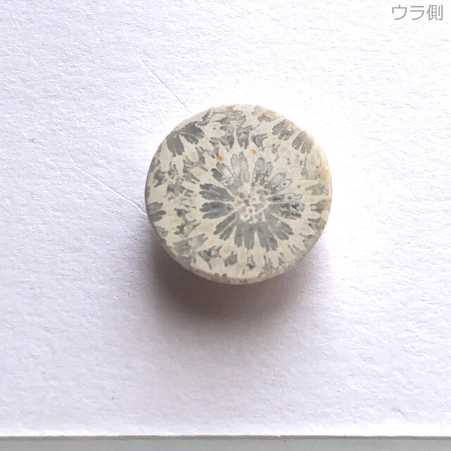 フォッシルコーラル[187] 15mm 天然石 / カボション / ルース | iichi ハンドメイド・クラフト作品・手仕事品の通販
