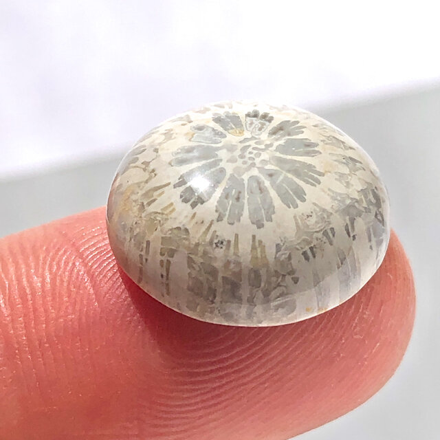 フォッシルコーラル[187] 15mm 天然石 / カボション / ルース | iichi ハンドメイド・クラフト作品・手仕事品の通販