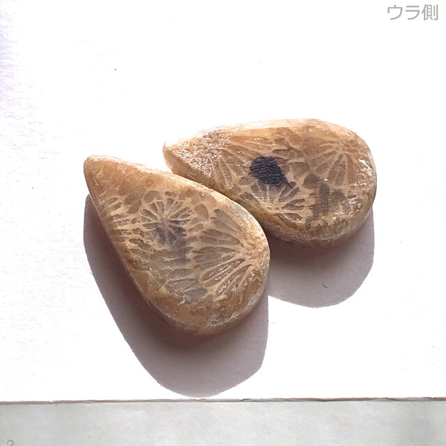 フォッシルコーラル[199] 21mm ペア 天然石 / カボション / ルース | iichi ハンドメイド・クラフト作品・手仕事品の通販