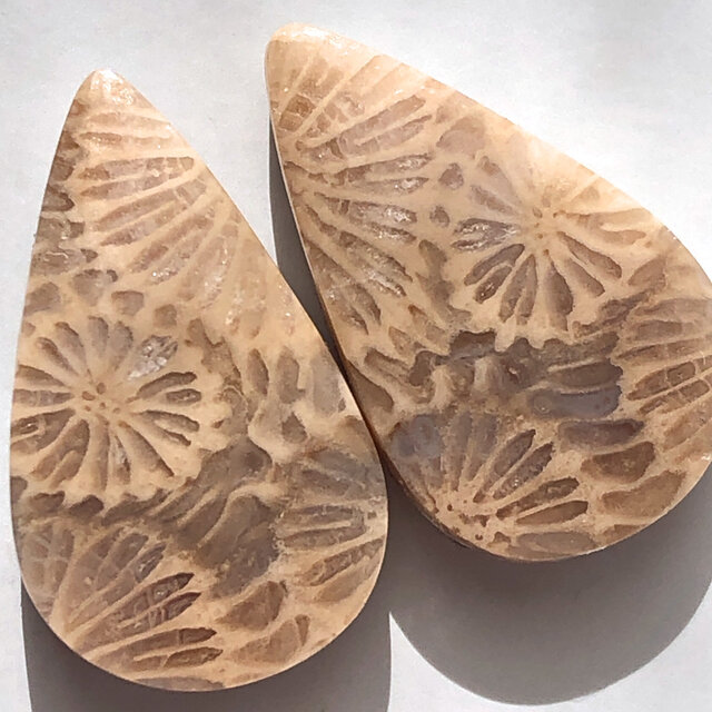 フォッシルコーラル[199] 21mm ペア 天然石 / カボション / ルース | iichi ハンドメイド・クラフト作品・手仕事品の通販