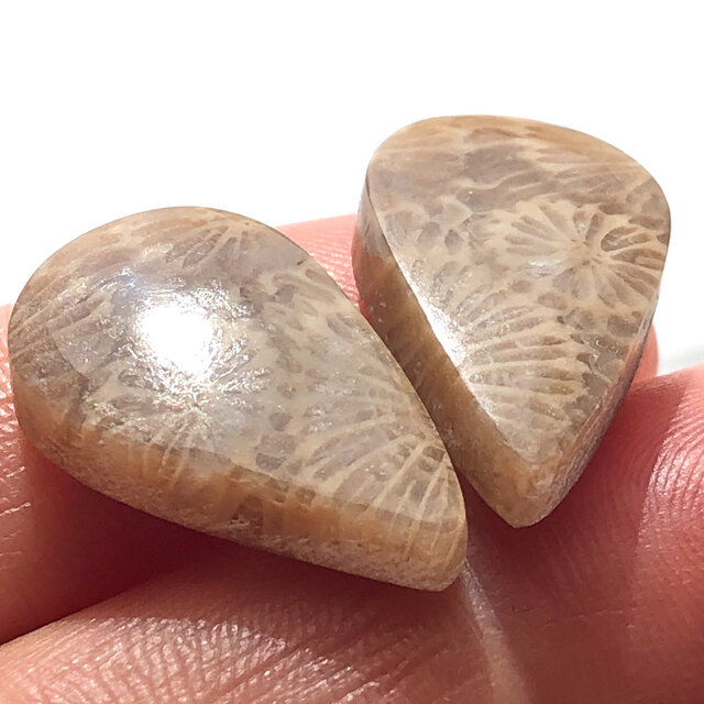 フォッシルコーラル[199] 21mm ペア 天然石 / カボション / ルース | iichi ハンドメイド・クラフト作品・手仕事品の通販