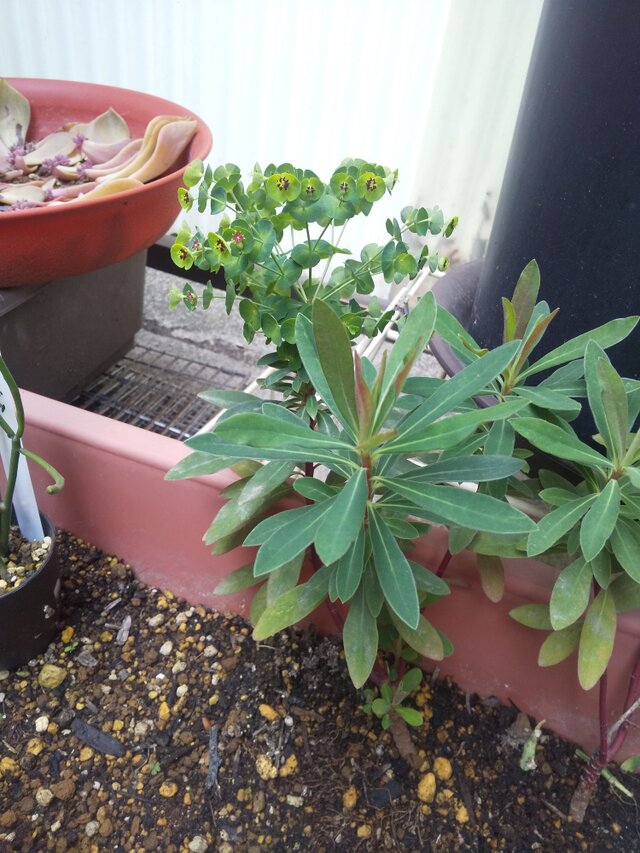 ユーフォルビア ウルフェニー 宿根草 苗 抜き苗 | iichi 日々の暮らしを心地よくするハンドメイドやアンティークのマーケットプレイス