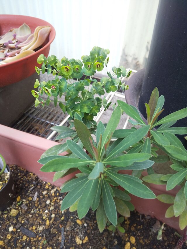 ユーフォルビア ウルフェニー 宿根草 苗 抜き苗 | iichi 日々の暮らしを心地よくするハンドメイドやアンティークのマーケットプレイス