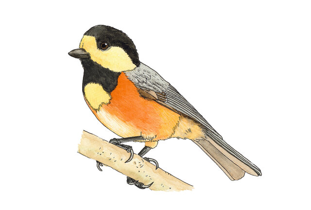 野鳥の水彩画 ポストカードB 5枚セット | iichi 日々の暮らしを心地よくするハンドメイドやアンティークのマーケットプレイス