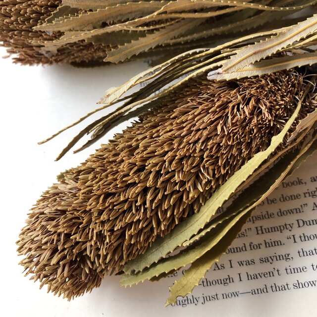 「バンクシア アテヌアータ」40cm1本 そのまま飾れる高品質ドライフラワー 花材 インテリアやスワッグ 撮影小道具などに | iichi ハンドメイド・クラフト作品・手仕事品の通販