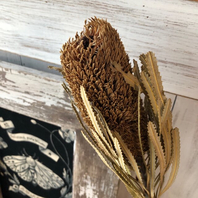「バンクシア アテヌアータ」40cm1本 そのまま飾れる高品質ドライフラワー 花材 インテリアやスワッグ 撮影小道具などに | iichi ハンドメイド・クラフト作品・手仕事品の通販