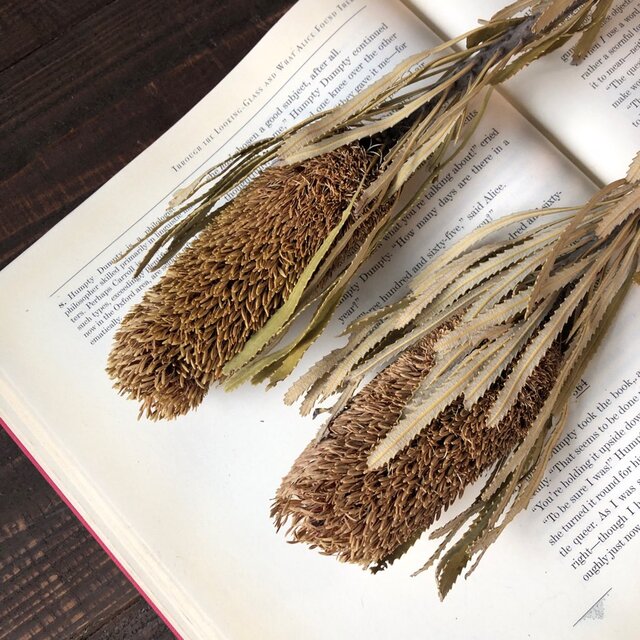 「バンクシア アテヌアータ」40cm1本 そのまま飾れる高品質ドライフラワー 花材 インテリアやスワッグ 撮影小道具などに | iichi ハンドメイド・クラフト作品・手仕事品の通販