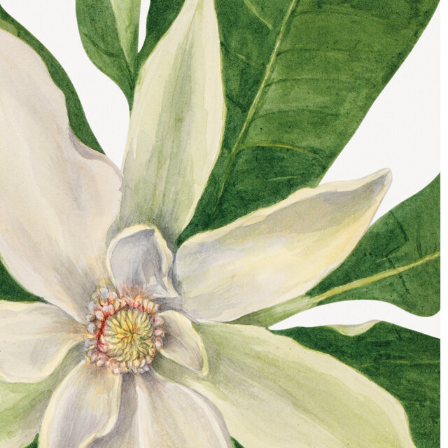 A4【マグノリア トリペタラ アンティーク ボタニカルフラワー】インテリア フラワーアートポスター Étape50 | iichi 日々の暮らしを心地よくするハンドメイドやアンティークの ...