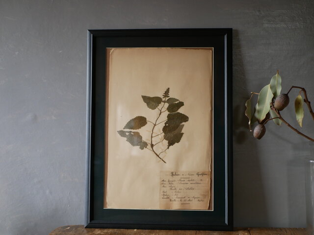 no.21 植物標本 ボタニカルアート フランスアンティーク | iichi 日々の暮らしを心地よくするハンドメイドやアンティークのマーケットプレイス