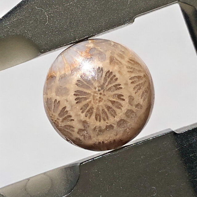 フォッシルコーラル[208] 13mm 7Cts 天然石 ／ ルース ／カボション | iichi 日々の暮らしを心地よくするハンドメイドやアンティークのマーケットプレイス