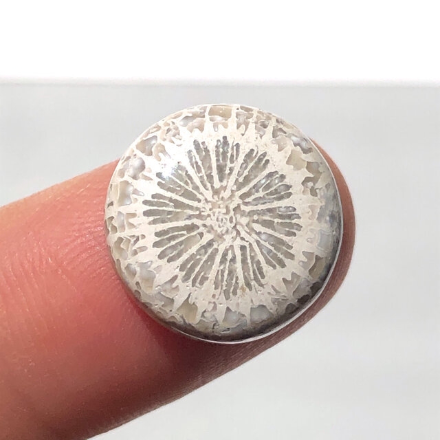フォッシルコーラル[212] 14mm 7Cts 天然石 ／ ルース ／カボション | iichi 日々の暮らしを心地よくするハンドメイドやアンティークのマーケットプレイス
