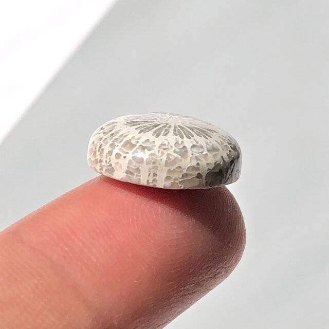 フォッシルコーラル[212] 14mm 7Cts 天然石 ／ ルース ／カボション | iichi 日々の暮らしを心地よくするハンドメイドやアンティークのマーケットプレイス