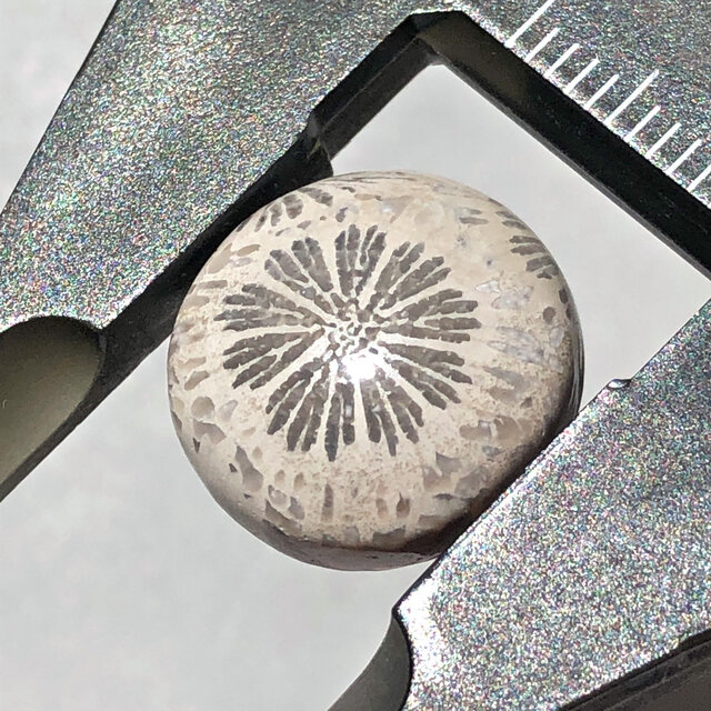 フォッシルコーラル[213] 15mm 8Cts 天然石 ／ ルース ／カボション | iichi 日々の暮らしを心地よくするハンドメイドやアンティークのマーケットプレイス