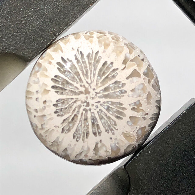 フォッシルコーラル[215] 15mm 8Cts 天然石 ／ ルース ／カボション | iichi 日々の暮らしを心地よくするハンドメイドやアンティークのマーケットプレイス